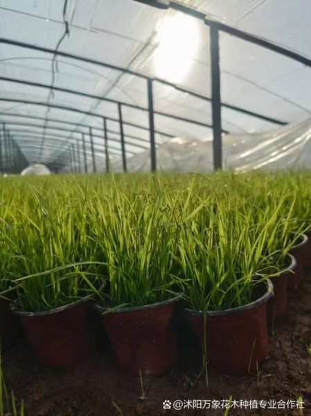 狼尾草怎么种_狼尾草什么时候种最好-第2张图片-山城妙识