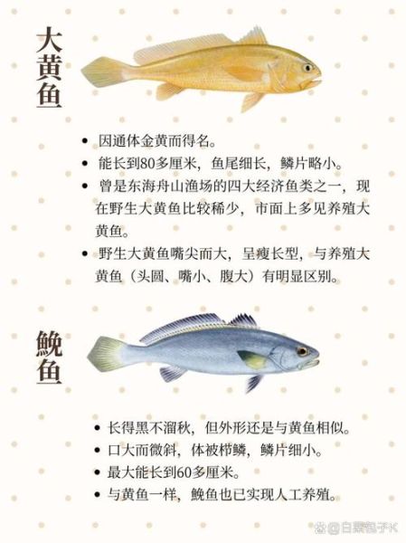 黄花鱼有哪些品种_大黄花鱼和小黄花鱼区别-第3张图片-山城妙识 黄花鱼有哪些品种_大黄花鱼和小黄花鱼区别-第3张图片-山城妙识