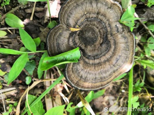有毒野生灵芝图片大全_如何辨别毒灵芝-第1张图片-山城妙识
