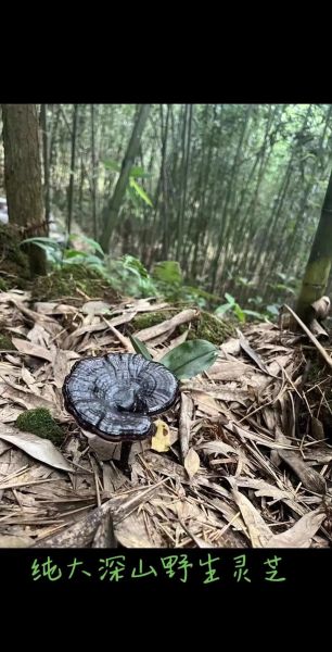 有毒野生灵芝图片大全_如何辨别毒灵芝-第3张图片-山城妙识