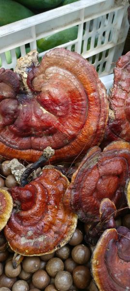 有毒野生灵芝图片大全_如何辨别毒灵芝-第2张图片-山城妙识