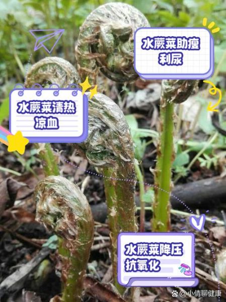 蕨菜的功效与作用_蕨菜的危害有哪些-第2张图片-山城妙识 蕨菜的功效与作用_蕨菜的危害有哪些-第2张图片-山城妙识
