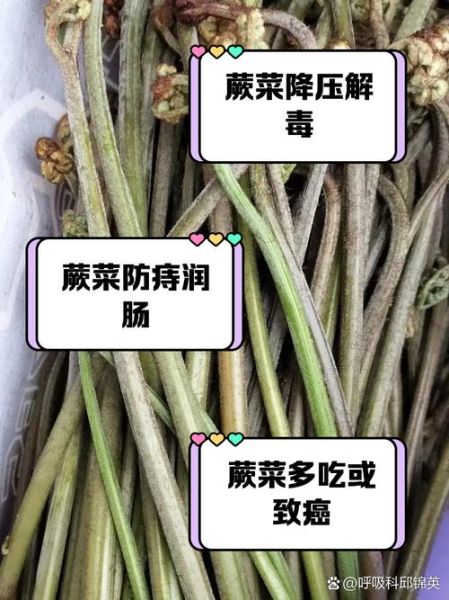 蕨菜的功效与作用_蕨菜的危害有哪些-第1张图片-山城妙识 蕨菜的功效与作用_蕨菜的危害有哪些-第1张图片-山城妙识