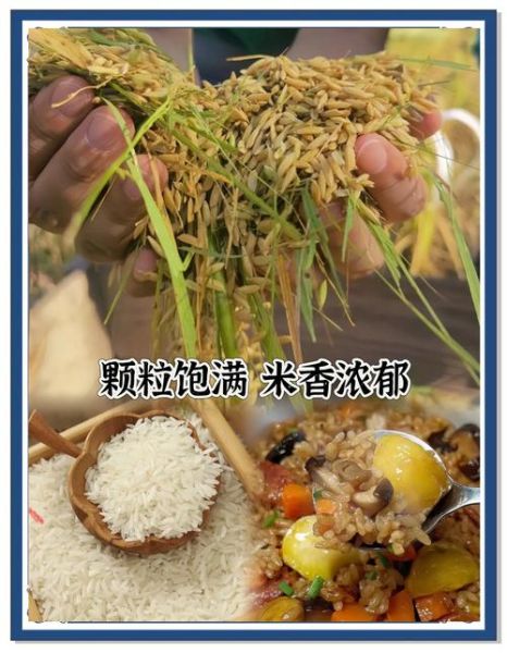 中国十大品牌大米有哪些_如何挑选正宗五常米-第1张图片-山城妙识