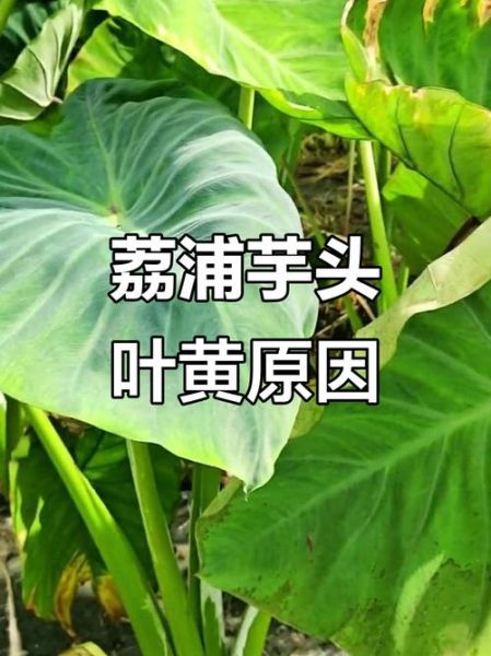 荔浦芋头叶子图片长什么样_如何辨别真假-第3张图片-山城妙识