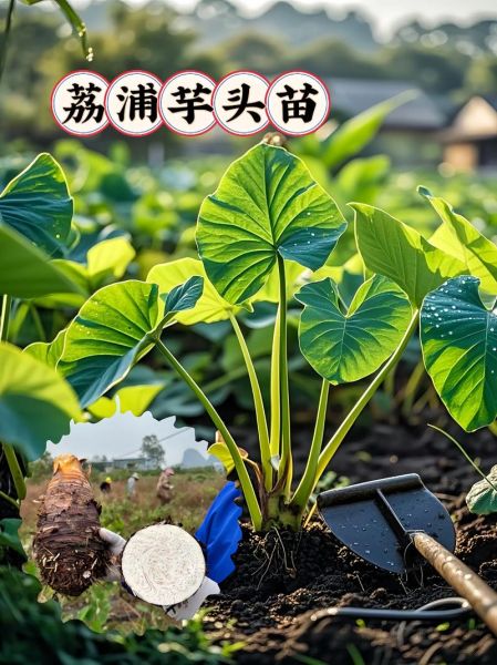 荔浦芋头叶子图片长什么样_如何辨别真假-第2张图片-山城妙识