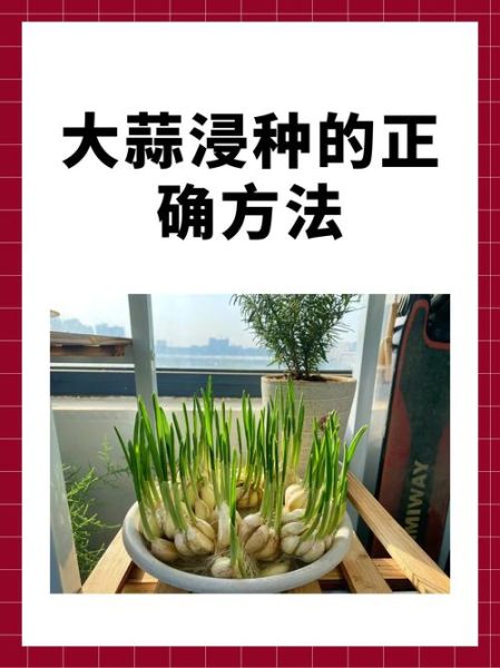 蒜苗怎么种_蒜苗种植技术与管理-第2张图片-山城妙识