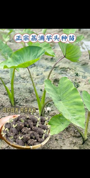 荔浦芋头叶子图片长什么样_如何辨别真假-第1张图片-山城妙识