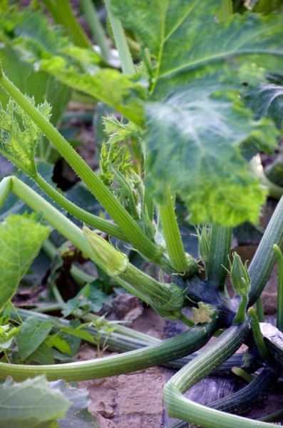 西葫芦有毒是真的吗_吃西葫芦会中毒吗-第3张图片-山城妙识