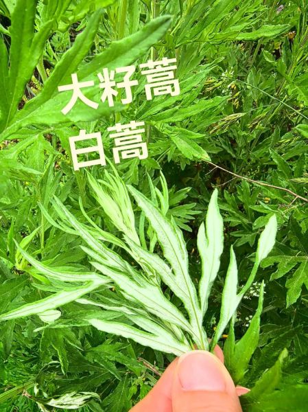 白蒿的功效与作用_白蒿的别名有哪些-第1张图片-山城妙识 白蒿的功效与作用_白蒿的别名有哪些-第1张图片-山城妙识