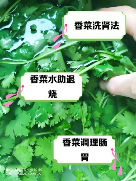 香菜煮水怎么喝才排毒_香菜水一天喝几次-第1张图片-山城妙识