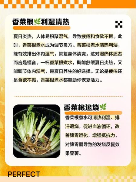 香菜煮水怎么喝才排毒_香菜水一天喝几次-第3张图片-山城妙识
