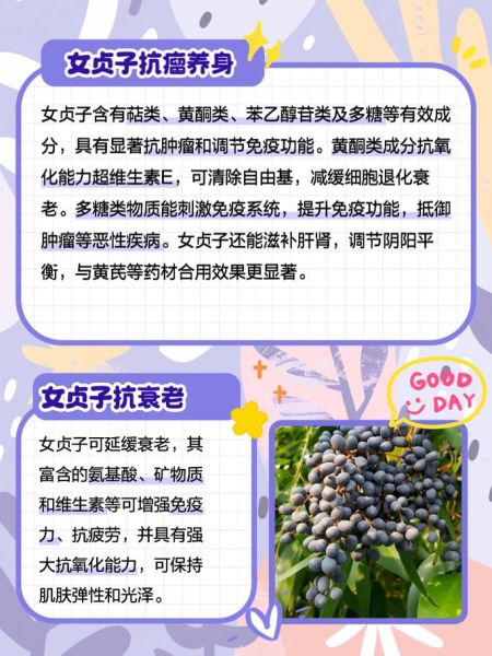 女贞子功效与作用_女贞子主治什么病-第1张图片-山城妙识 女贞子功效与作用_女贞子主治什么病-第1张图片-山城妙识