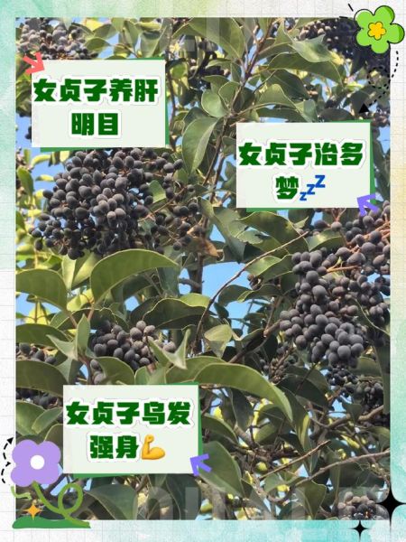 女贞子功效与作用_女贞子主治什么病-第2张图片-山城妙识 女贞子功效与作用_女贞子主治什么病-第2张图片-山城妙识