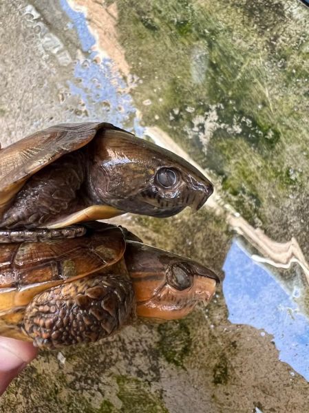 鹰嘴龟能长多大_鹰嘴龟最大能长多少厘米-第2张图片-山城妙识