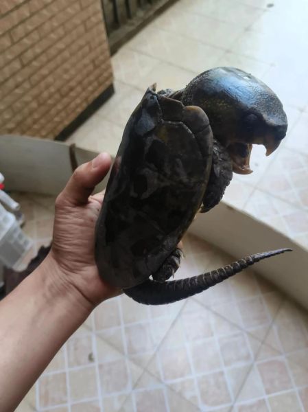 鹰嘴龟能长多大_鹰嘴龟最大能长多少厘米-第1张图片-山城妙识