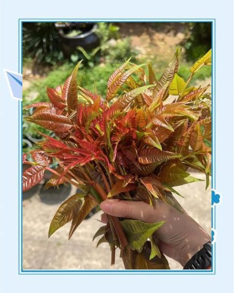 香椿芽怎么腌制最好吃_香椿芽腌制方法大全-第2张图片-山城妙识 香椿芽怎么腌制最好吃_香椿芽腌制方法大全-第2张图片-山城妙识