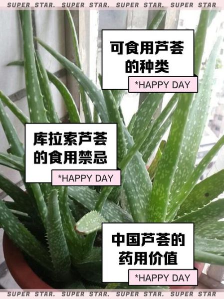 芦荟怎么吃最安全_芦荟食用方法大全-第1张图片-山城妙识 芦荟怎么吃最安全_芦荟食用方法大全-第1张图片-山城妙识