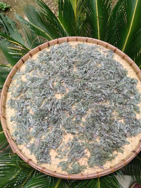 茵陈茶副作用有哪些_茵陈茶长期喝安全吗-第3张图片-山城妙识 茵陈茶副作用有哪些_茵陈茶长期喝安全吗-第3张图片-山城妙识