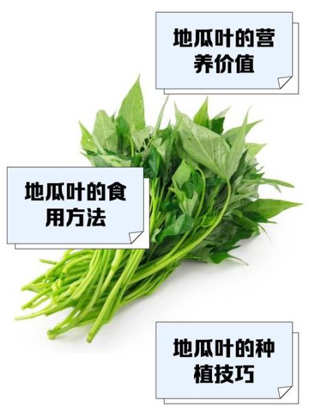 红薯叶怎么保存_红薯叶怎么处理-第1张图片-山城妙识