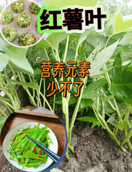 红薯叶怎么保存_红薯叶怎么处理-第3张图片-山城妙识