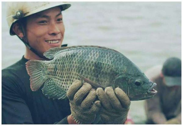 非洲鲫鱼刺多吗_非洲鲫鱼适合孩子吃吗-第1张图片-山城妙识