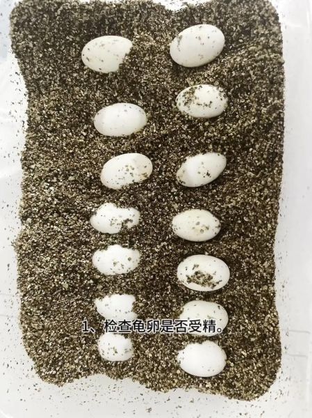 乌龟蛋孵化温度多少合适_乌龟蛋孵化过程图怎么看-第2张图片-山城妙识