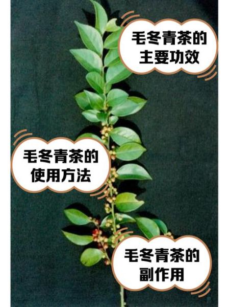 毛冬青的功效与作用_毛冬青可以长期喝吗-第1张图片-山城妙识 毛冬青的功效与作用_毛冬青可以长期喝吗-第1张图片-山城妙识