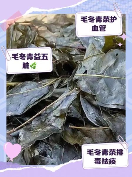 毛冬青的功效与作用_毛冬青可以长期喝吗-第2张图片-山城妙识 毛冬青的功效与作用_毛冬青可以长期喝吗-第2张图片-山城妙识