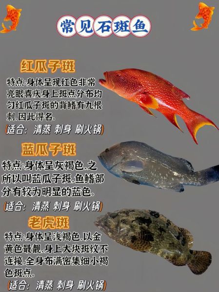 石斑鱼品种图片大全_石斑鱼种类怎么区分-第3张图片-山城妙识