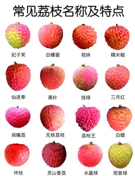 荔枝种类排名_哪种荔枝最好吃-第2张图片-山城妙识