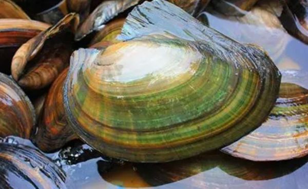 河蚌是什么动物_河蚌是软体动物吗-第1张图片-山城妙识 河蚌是什么动物_河蚌是软体动物吗-第1张图片-山城妙识