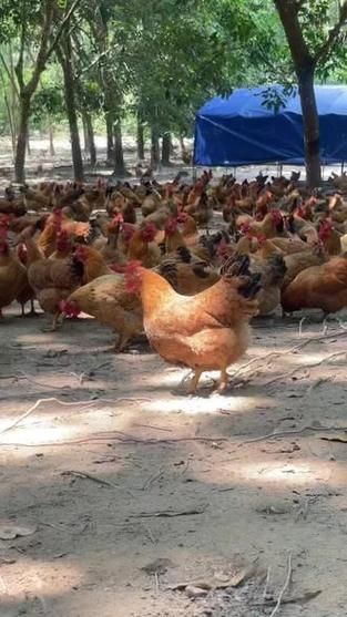 海南文昌鸡养殖基地在哪里_正宗文昌鸡怎么挑选-第3张图片-山城妙识 海南文昌鸡养殖基地在哪里_正宗文昌鸡怎么挑选-第3张图片-山城妙识