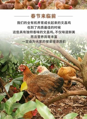 海南文昌鸡养殖基地在哪里_正宗文昌鸡怎么挑选-第1张图片-山城妙识 海南文昌鸡养殖基地在哪里_正宗文昌鸡怎么挑选-第1张图片-山城妙识
