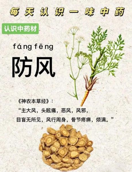 防风的功效与作用及禁忌_哪些人不能吃防风-第2张图片-山城妙识 防风的功效与作用及禁忌_哪些人不能吃防风-第2张图片-山城妙识