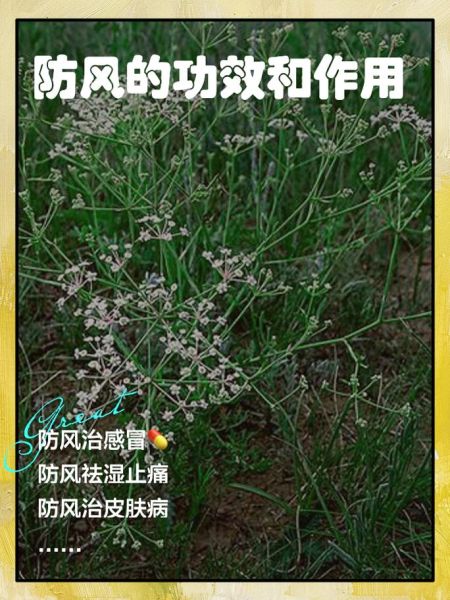 防风的功效与作用及禁忌_哪些人不能吃防风-第3张图片-山城妙识 防风的功效与作用及禁忌_哪些人不能吃防风-第3张图片-山城妙识