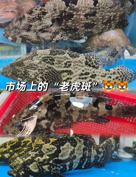 老虎斑长什么样_老虎斑多少钱一斤-第1张图片-山城妙识