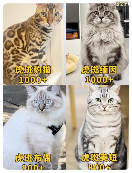 老虎斑长什么样_老虎斑多少钱一斤-第2张图片-山城妙识