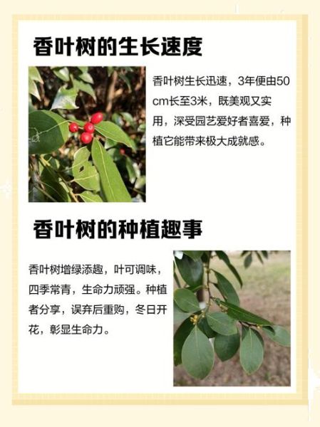 香叶树苗怎么种_香叶树苗价格多少钱一棵-第2张图片-山城妙识 香叶树苗怎么种_香叶树苗价格多少钱一棵-第2张图片-山城妙识