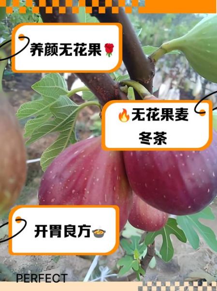 无花果对男性性功能好吗_无花果男人吃了壮阳吗-第1张图片-山城妙识