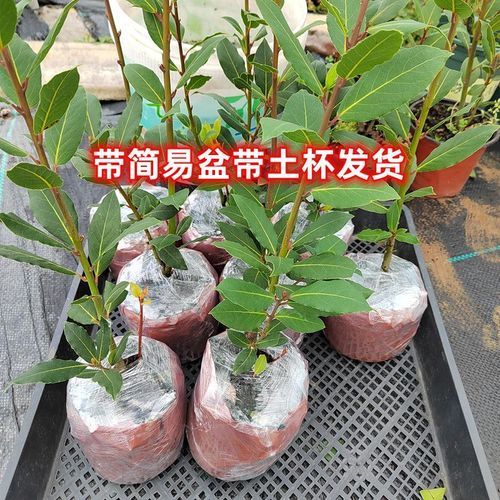 香叶树苗怎么种_香叶树苗价格多少钱一棵-第1张图片-山城妙识 香叶树苗怎么种_香叶树苗价格多少钱一棵-第1张图片-山城妙识