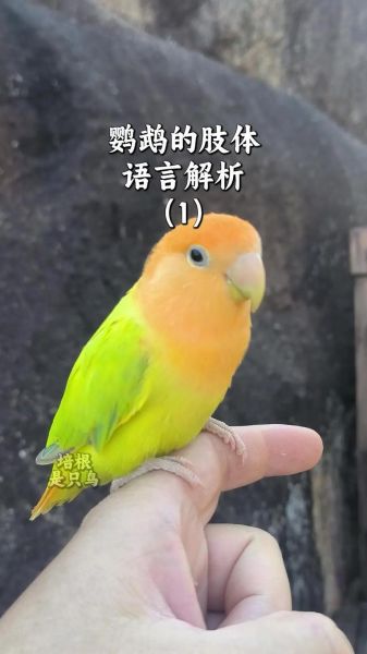 鹦鹉怎么训练说话_鹦鹉能活多久-第1张图片-山城妙识 鹦鹉怎么训练说话_鹦鹉能活多久-第1张图片-山城妙识