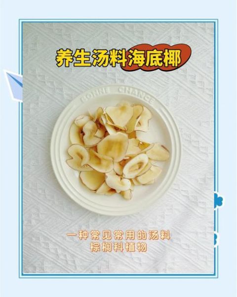 海底椰是寒性还是热性_海底椰适合什么人吃-第3张图片-山城妙识 海底椰是寒性还是热性_海底椰适合什么人吃-第3张图片-山城妙识