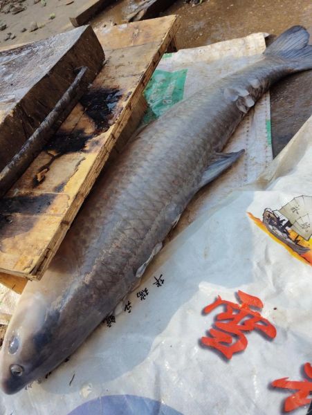 20斤大青鱼怎么做好吃_大青鱼的家常做法-第2张图片-山城妙识