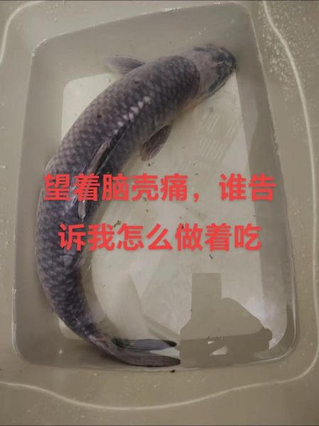 20斤大青鱼怎么做好吃_大青鱼的家常做法-第3张图片-山城妙识