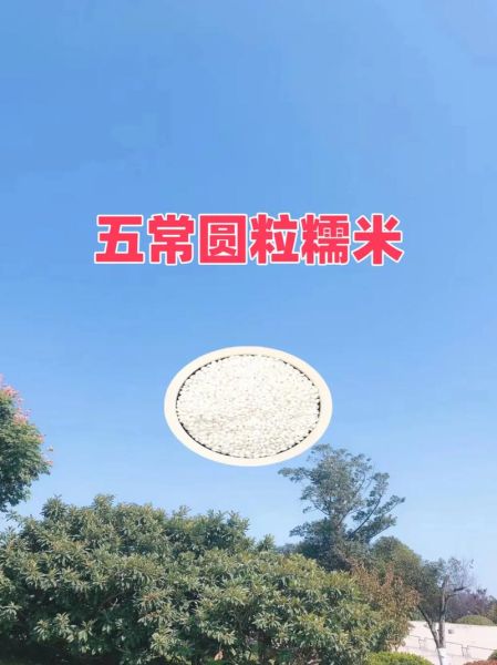 中国最好的糯米产地在哪里_如何挑选正宗糯米-第2张图片-山城妙识