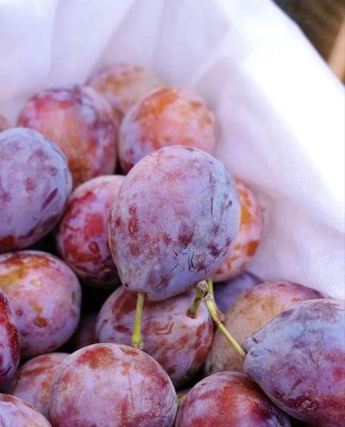 新鲜西梅多少钱一斤_西梅价格为什么波动大-第2张图片-山城妙识