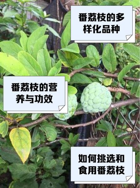 番荔枝是凉性还是热性_番荔枝吃了会上火吗-第2张图片-山城妙识