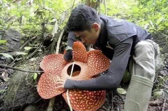 食人花真的会吃人吗_食人花吃人真相-第3张图片-山城妙识