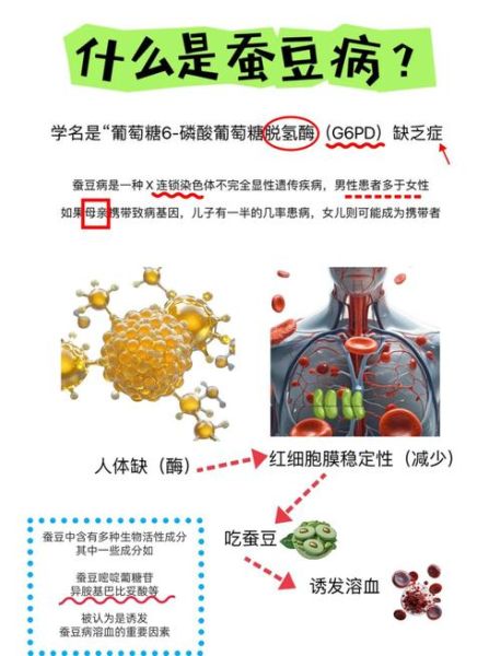 蚕豆病遗传爸爸还是妈妈_蚕豆病会遗传几代-第1张图片-山城妙识